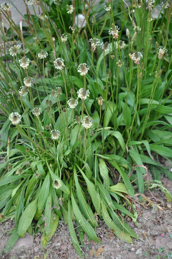 Lanceolate Plantain, Plantago Lanceolata Grows in Nature Stock Photo ...