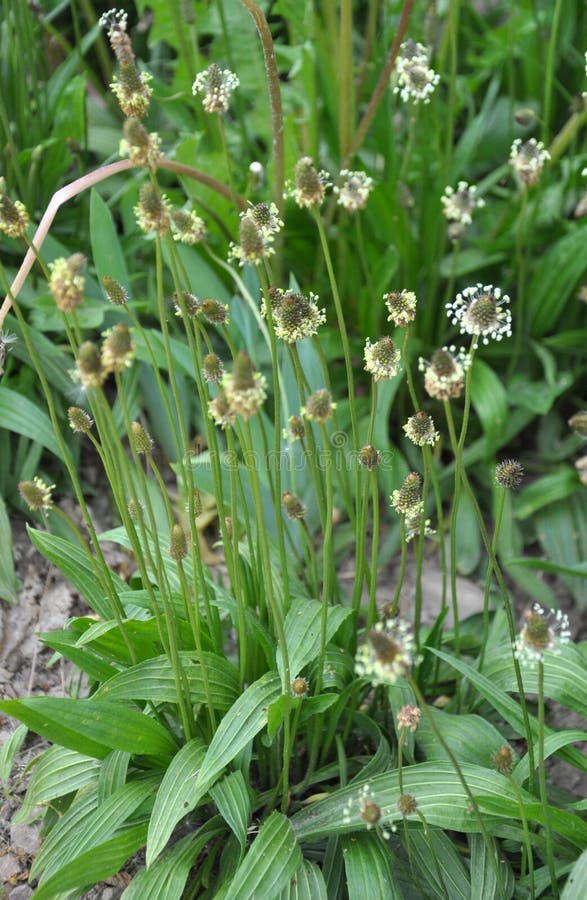 Lanceolate Plantain, Plantago Lanceolata Grows in Nature Stock Image ...
