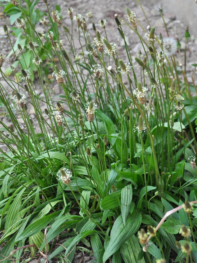 Lanceolate Plantain, Plantago Lanceolata Grows in Nature Stock Image ...