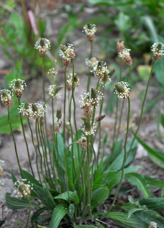 Lanceolate Plantain, Plantago Lanceolata Grows in Nature Stock Photo ...