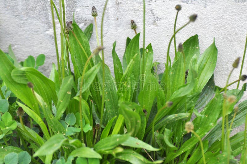 Lanceolate Plantain, Plantago Lanceolata Grows in Nature Stock Image ...
