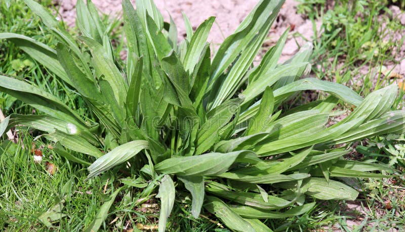 Lanceolate Plantain, Plantago Lanceolata Grows in Nature Stock Image ...