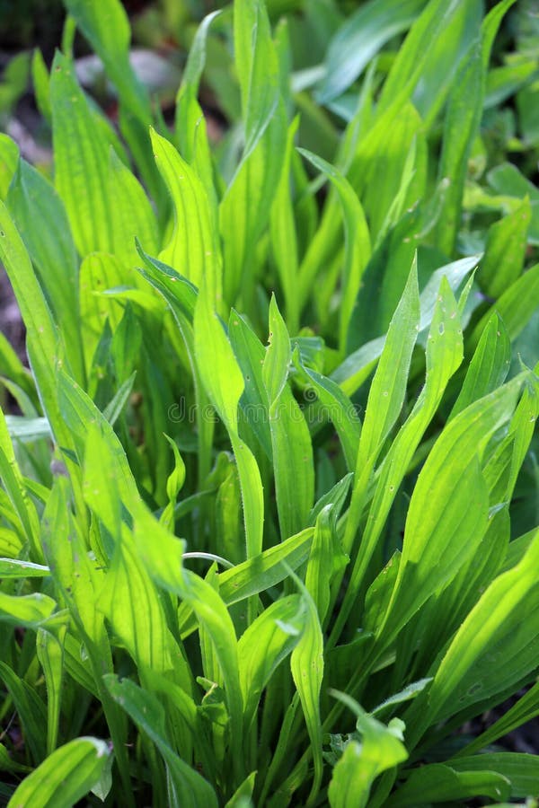 Lanceolate Plantain, Plantago Lanceolata Grows in Nature Stock Image ...