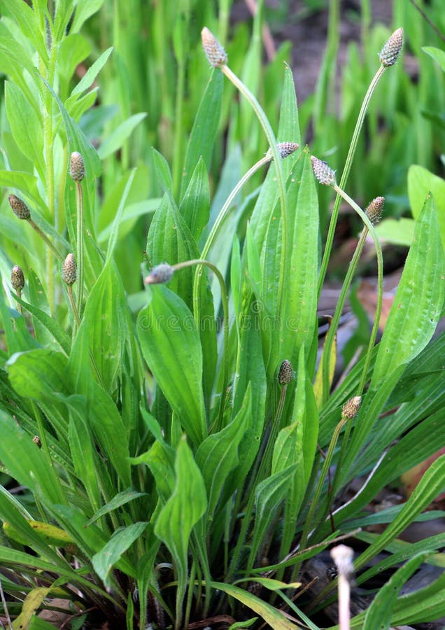 Lanceolate Plantain, Plantago Lanceolata Grows in Nature Stock Photo ...