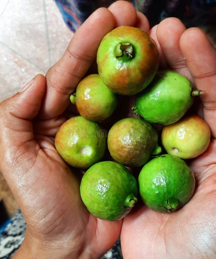 Wild Guava Abul Stock Photos - Free & Royalty-Free Stock Photos from ...