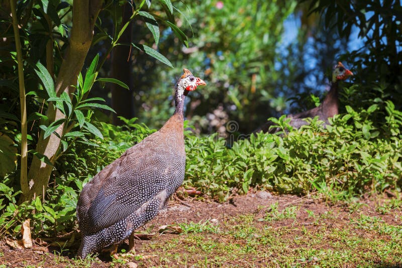 Wild Guinea Hen on a Green Grass Stock Image - Image of african, neck ...