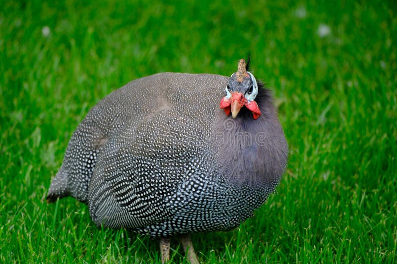 Wild Guinea Hen on a Green Grass Stock Image - Image of grass, wild ...