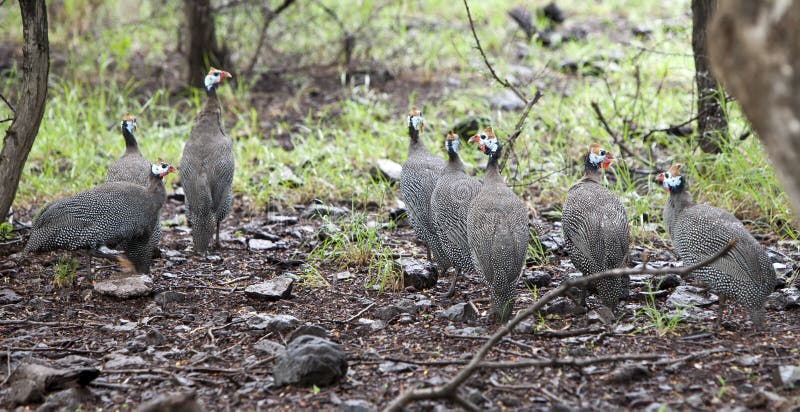Wild guinea hen stock image. Image of bird, male, rooster - 68450197