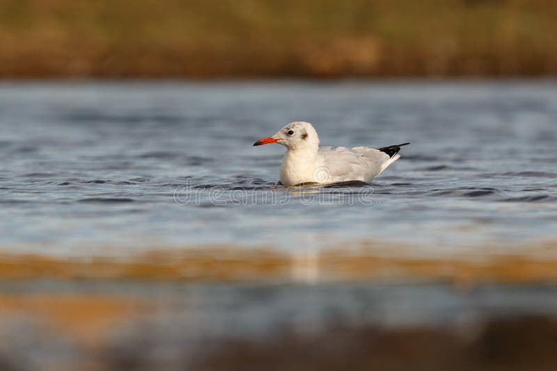 Wild Gull Swimming in a Lake Stock Image - Image of river, birdwatching ...