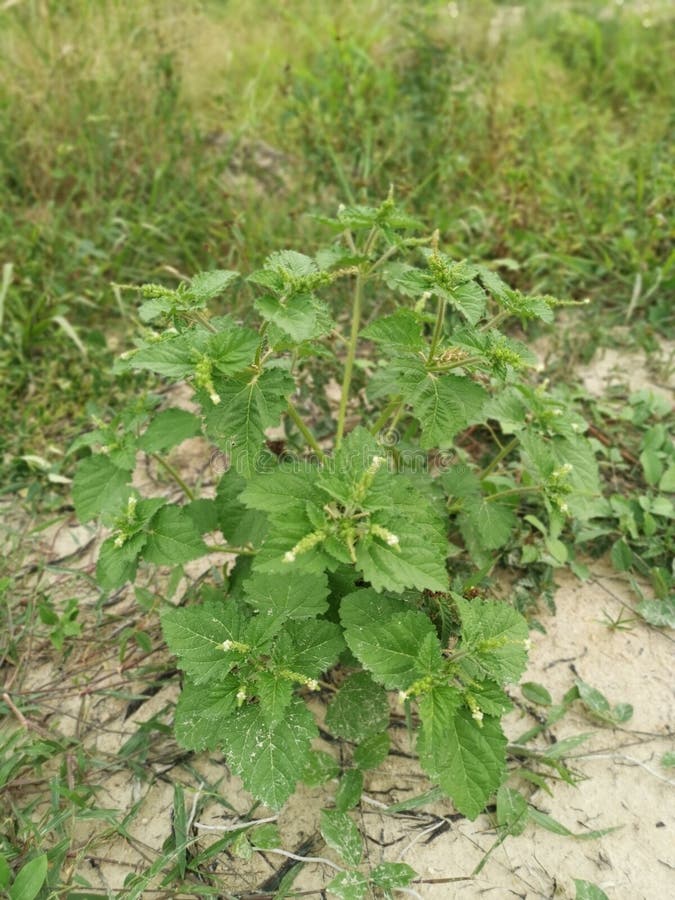 Wild Hairy Croton Weed Offensive Smelling Plant. Stock Image - Image of ...