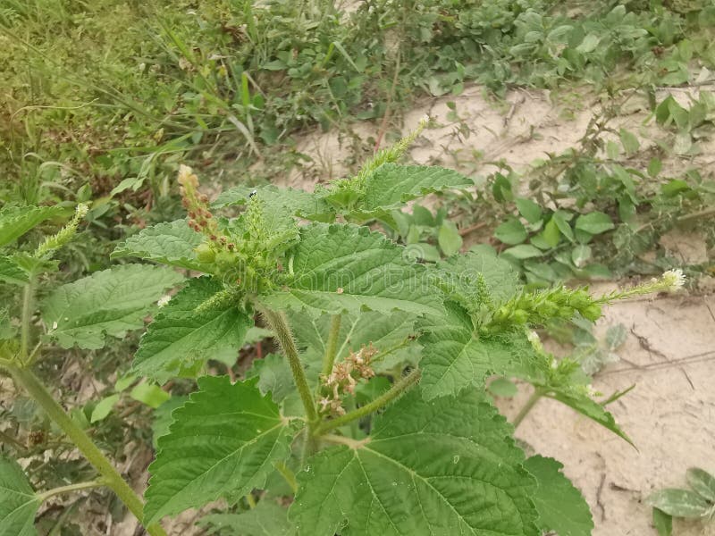 Wild Hairy Croton Weed Offensive Smelling Plant. Stock Photo - Image of ...