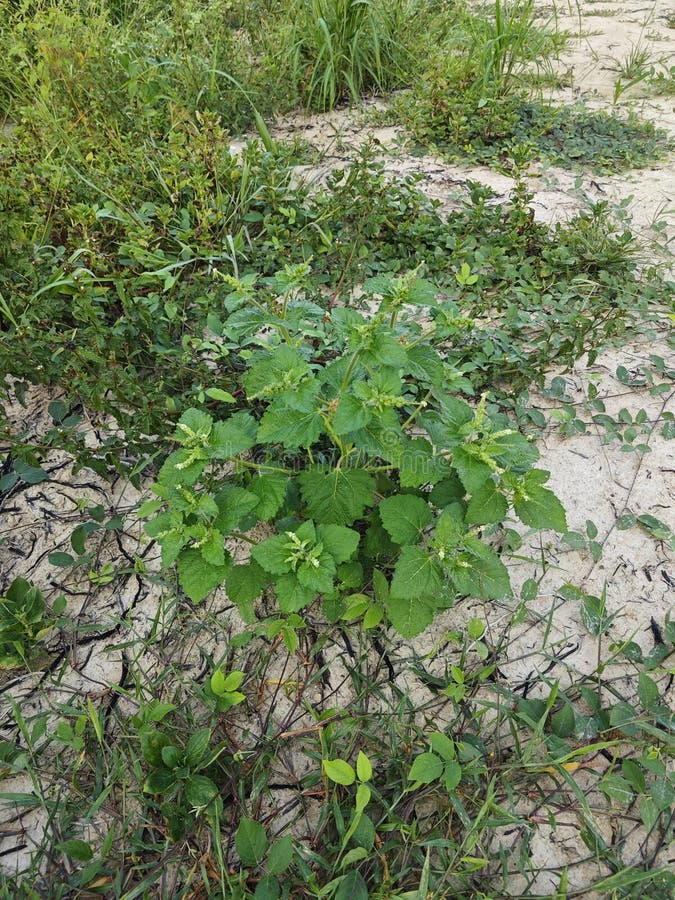 Wild Hairy Croton Weed Offensive Smelling Plant. Stock Image - Image of ...