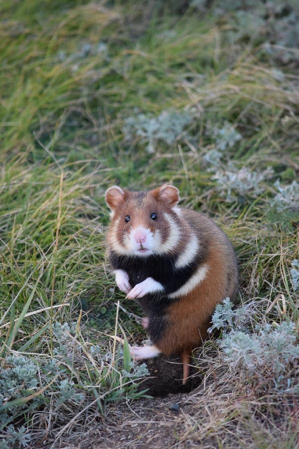 Wild hamster in spring stock image. Image of mouse, small - 70815077