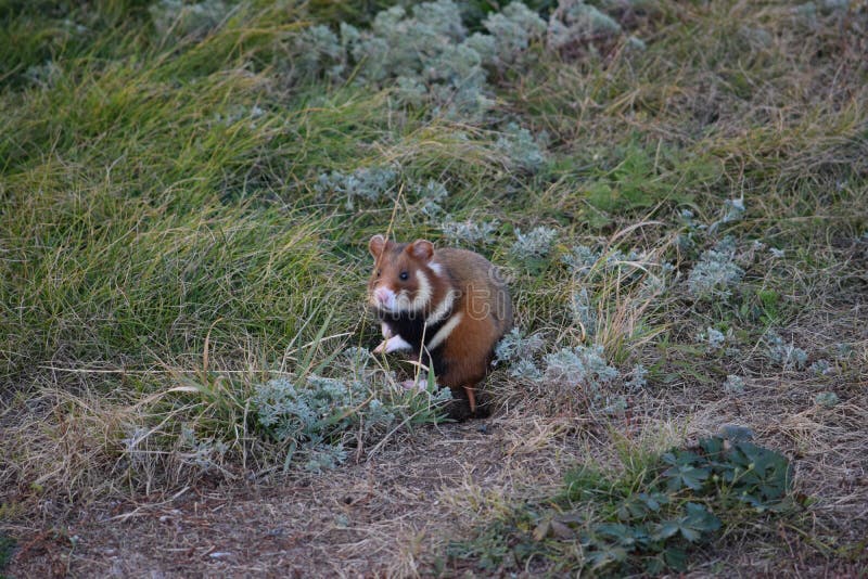 Wild hamster in spring stock image. Image of mouse, small - 70815077