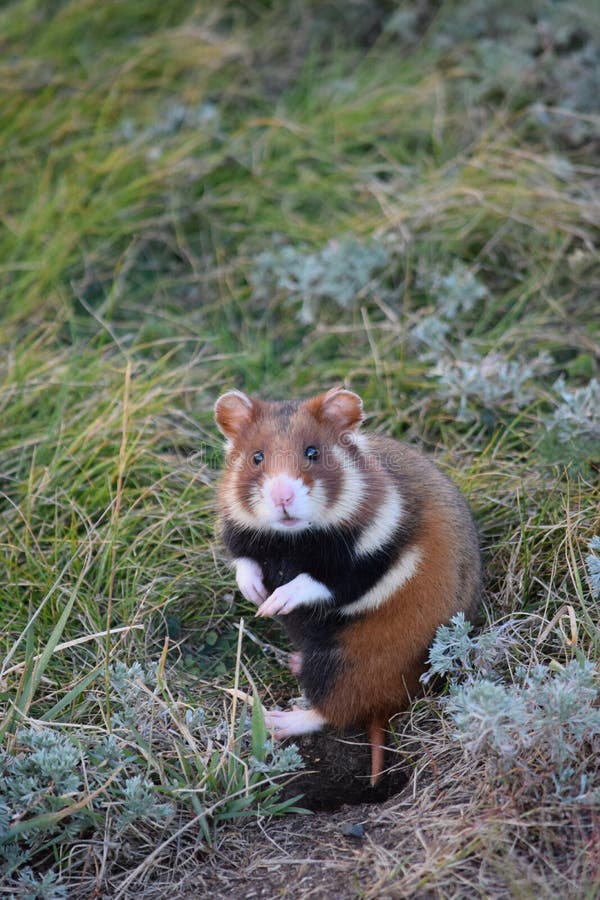 Wild hamster stock photo. Image of withered, nature, rodent - 78578340