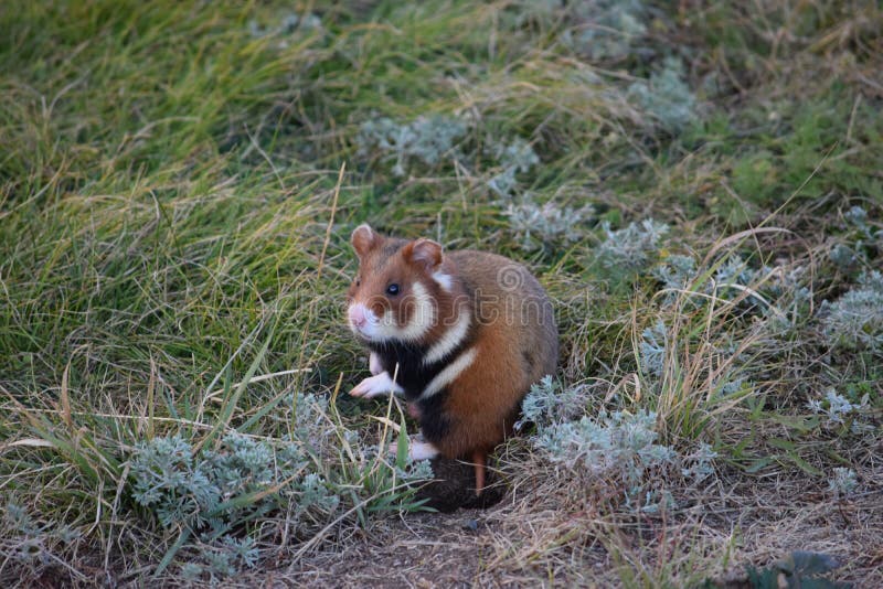 Wild hamster stock photo. Image of graphic, photograph - 78578438