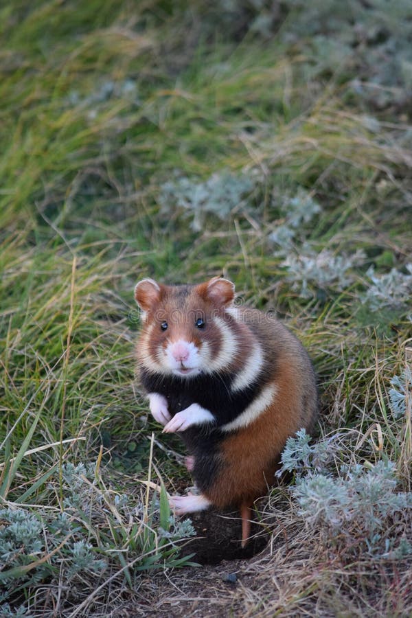 Wild hamster stock image. Image of mammal, wild, hamster - 78578667