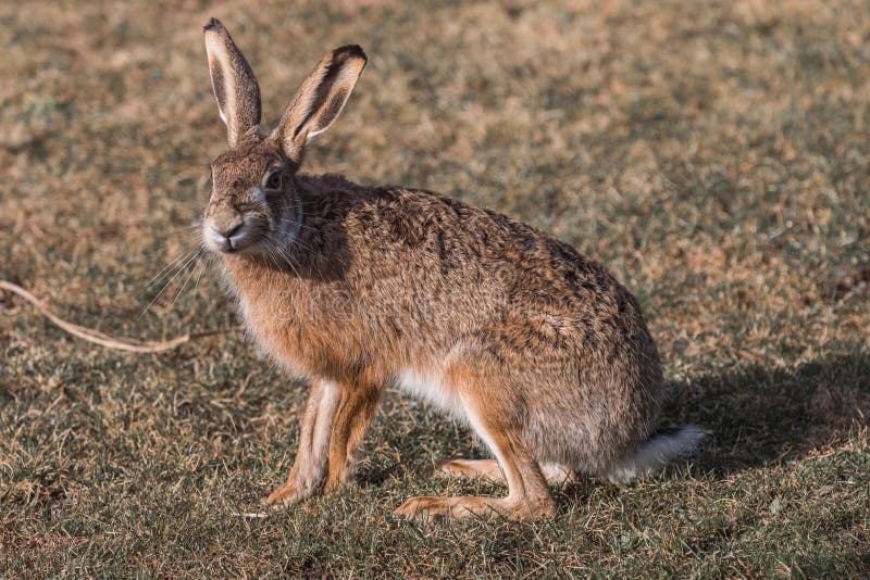 A Wild Hare in Dry Brown Grass Stock Photo - Image of furry, europe ...