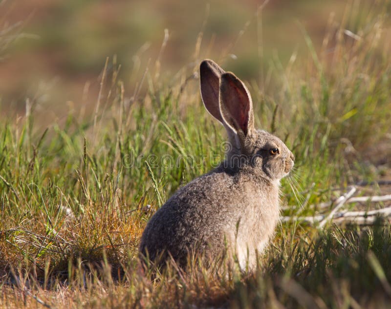 Wild Hare stock photo. Image of rabbit, fauna, grey, animal - 31460484