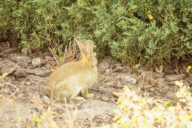 Beautiful Little Rabbit Eating Green Grass on the Lawn Stock Image ...