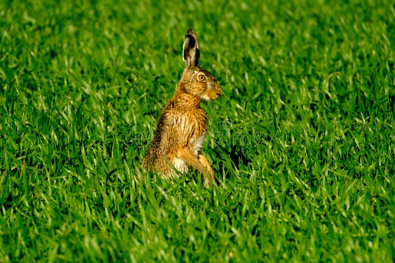 Wild hare in the field stock image. Image of mammal, wild - 74413379
