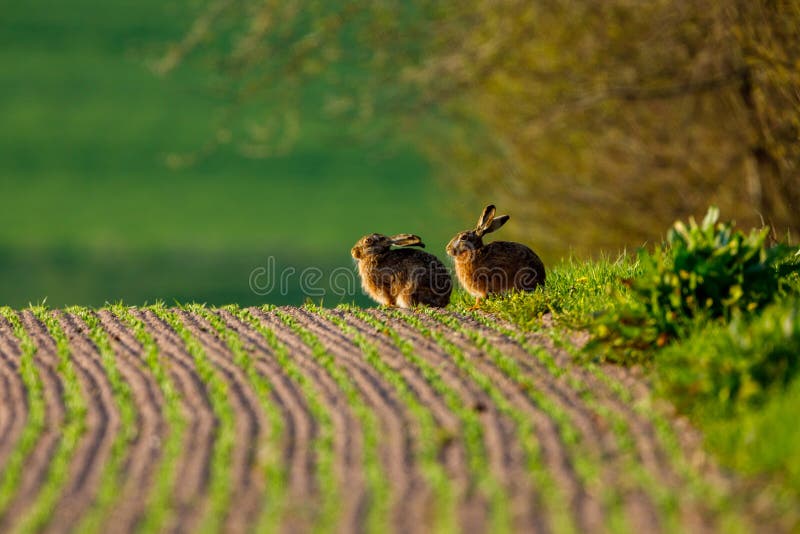 Wild Brown Hare on a Meadow Stock Image - Image of nature, animals ...