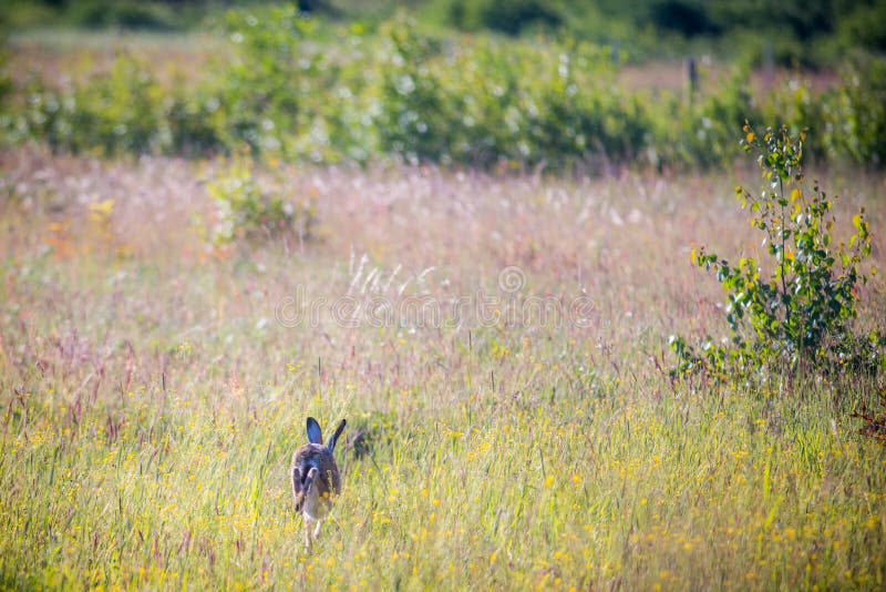 Wild hare in a field stock image. Image of field, lithuania - 122198915