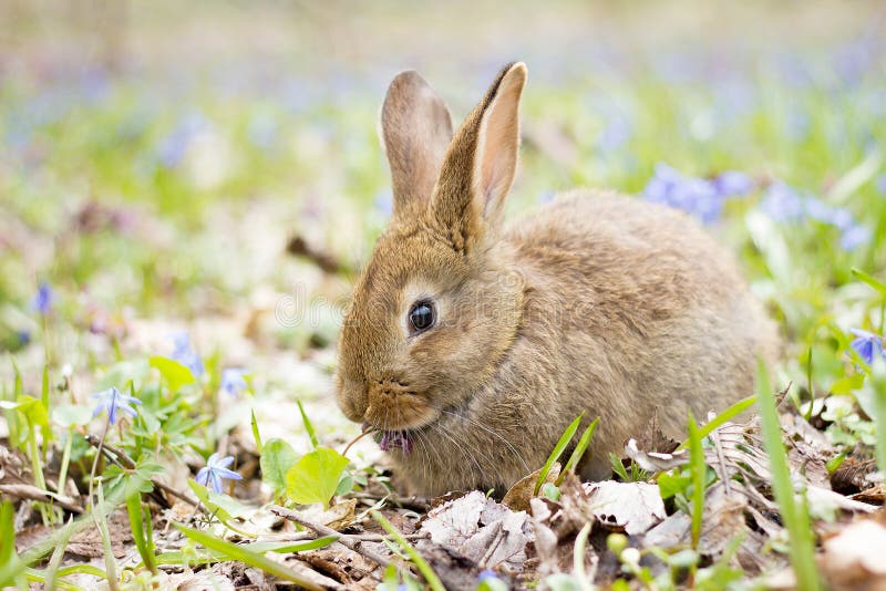 Wild Hare on a Flowering Meadow in Spring. Easter Bunny in the ...
