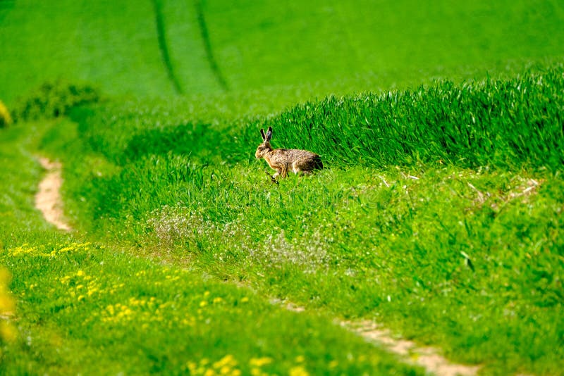 Wild hare in a green field stock photo. Image of wild - 72972596