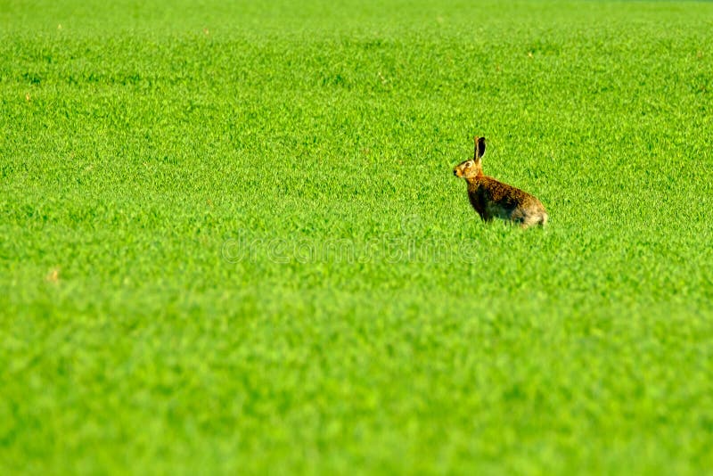 Wild hare in a green field stock image. Image of brown - 72973601