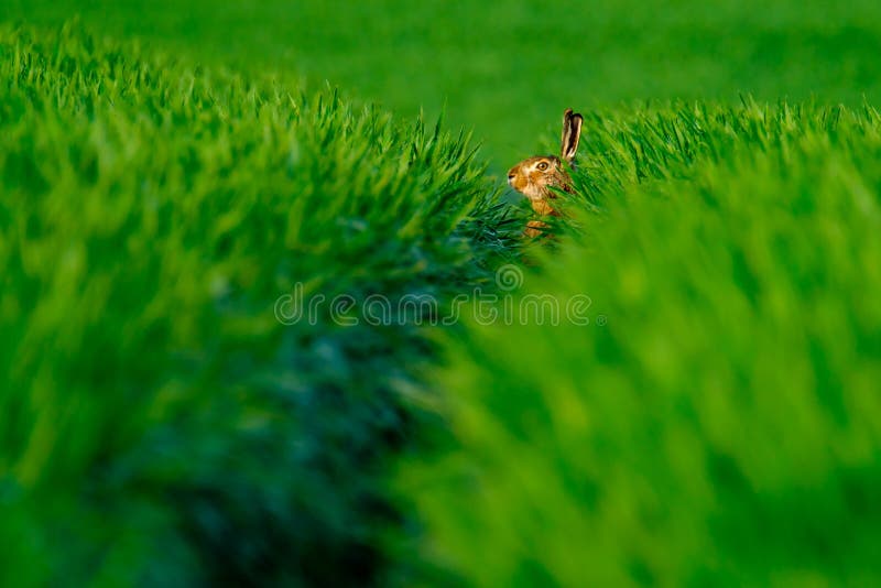 Wild hare in a green field stock image. Image of hare - 73419811