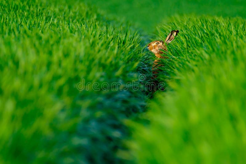 Wild hare in a green field stock image. Image of ears - 73419841
