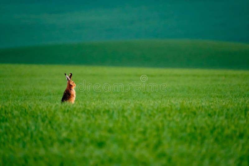 Wild hare in a green field stock photo. Image of lepus - 73420948