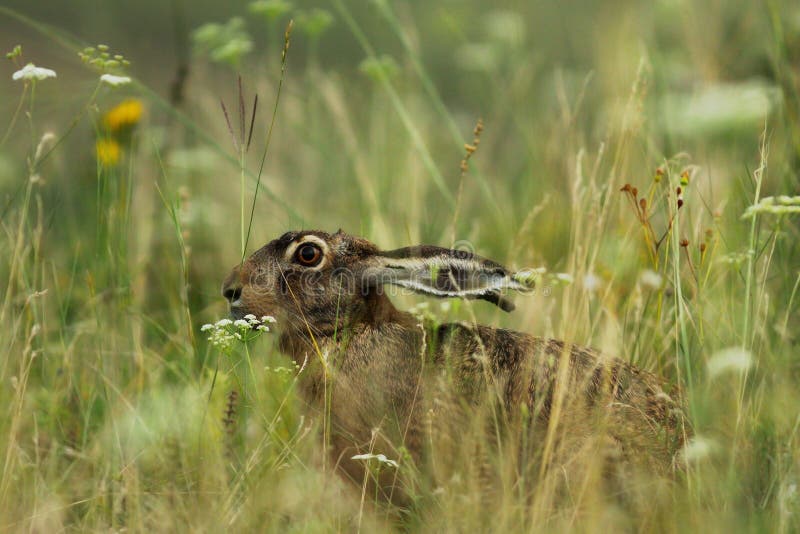 Wild Hare Hiding in Big Grass Stock Photo - Image of hiding, hidden ...