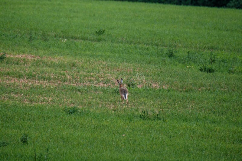 Wild Hare Jumping and Hiding in Meadow Stock Photo - Image of reserve ...