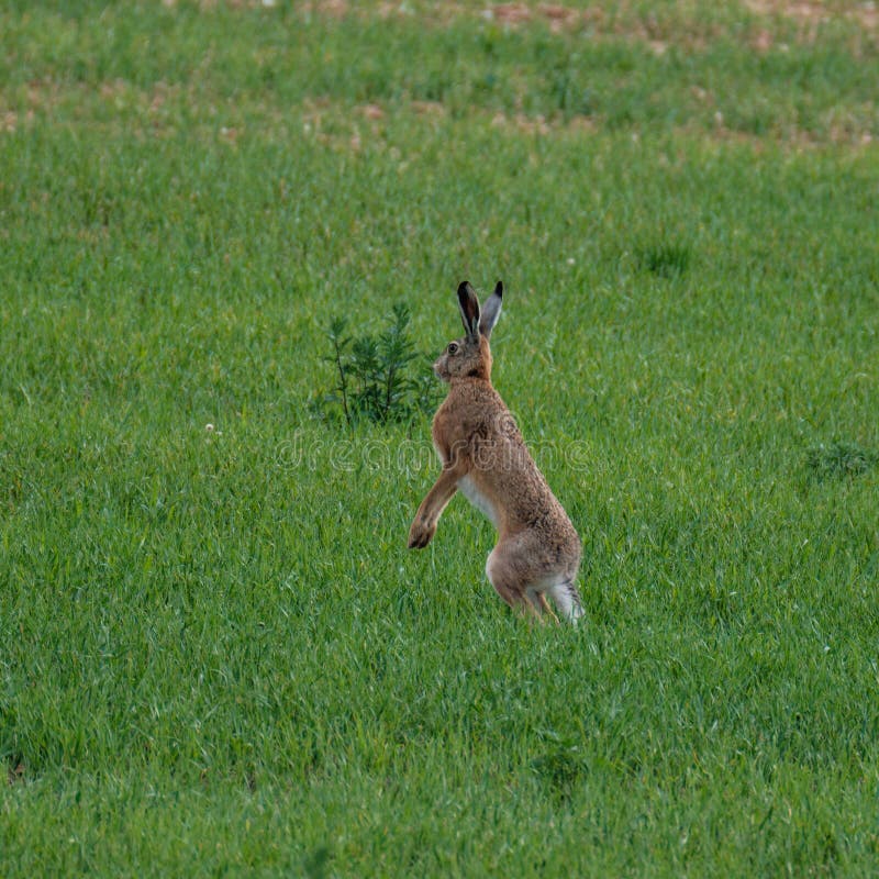 2 Hare Jumping and Fighting Stock Photo - Image of rabbit, speed: 99774108