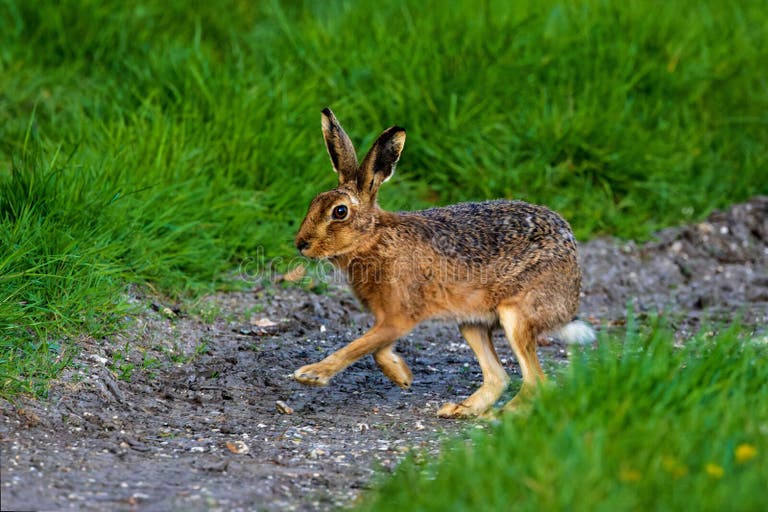 Hare in Motion on a Dirt Path. Stock Photo - Image of wildlife, field ...