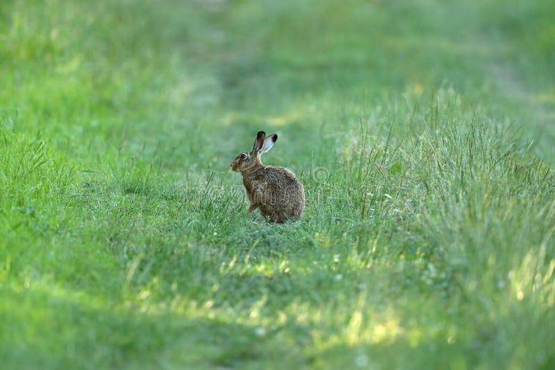 Wild hare in nature stock photo. Image of buck, wildlife - 120219558