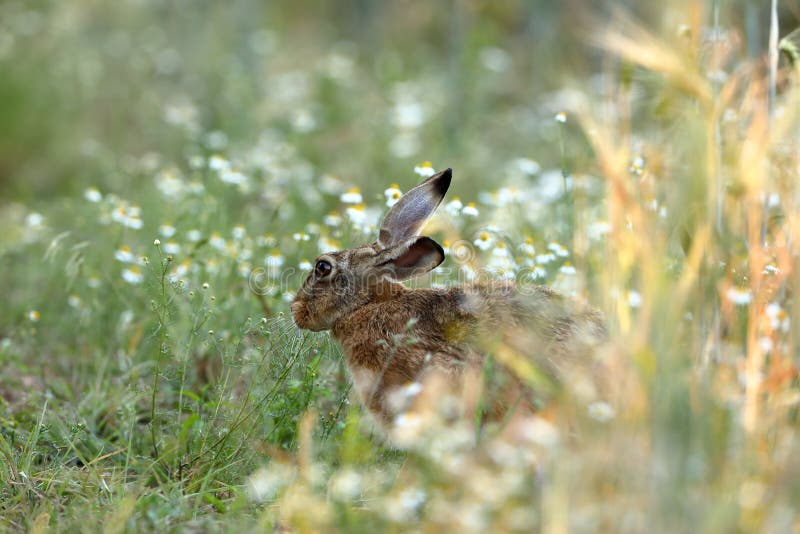 Wild hare in nature stock photo. Image of hare, mammal - 120219582