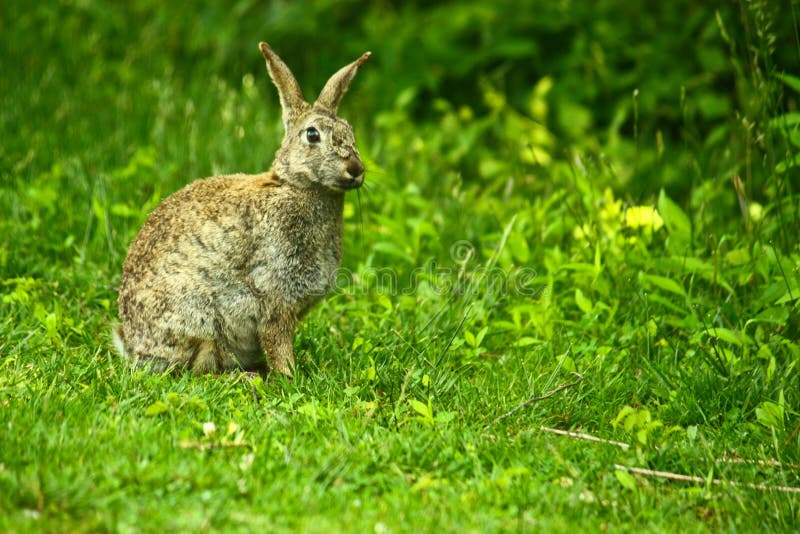Wild hare in the nature stock photo. Image of agriculture - 72306944