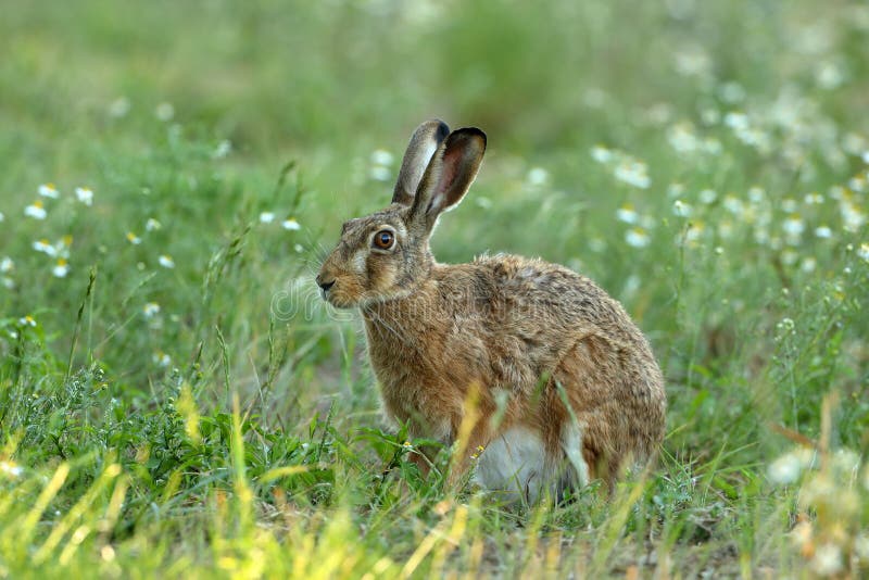 Wild hare in nature stock photo. Image of europaeus - 120220830