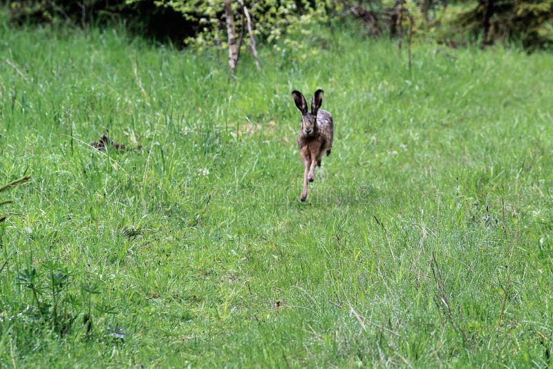Wild hare runs green grass stock image. Image of fast - 142445979