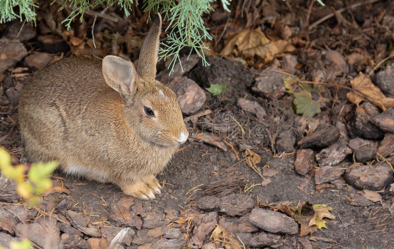 Wild Hare Sits on the Ground Under Branch Stock Photo - Image of ...