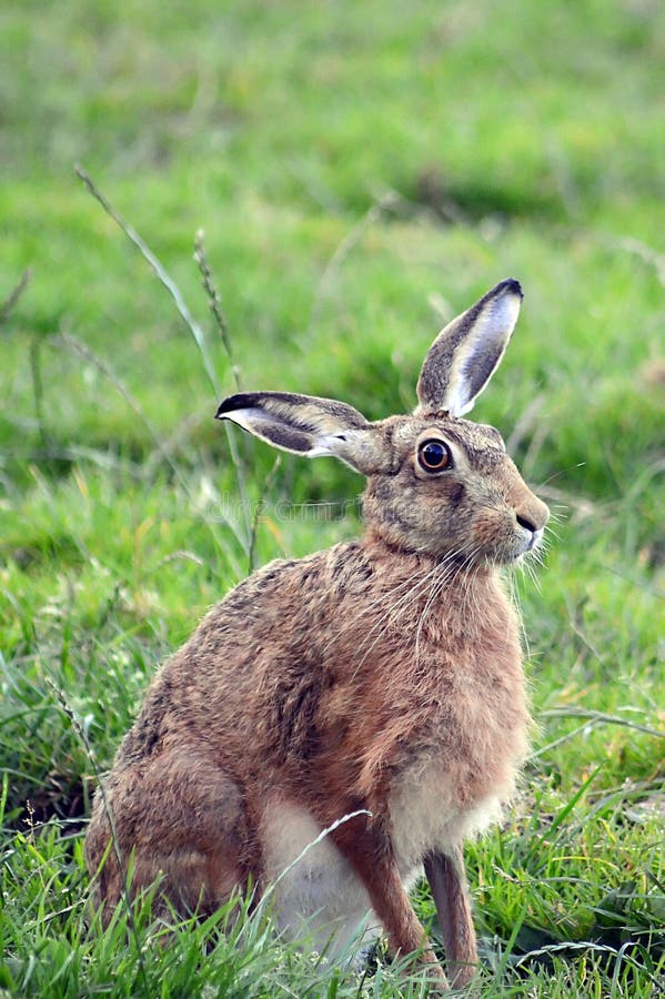 A Wild Hare Sitting in a Field , One Ear Back Stock Photo - Image of ...