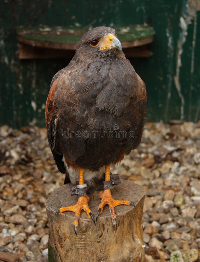 Wild hawk stock image. Image of wild, hawk, claws, brown - 38566315