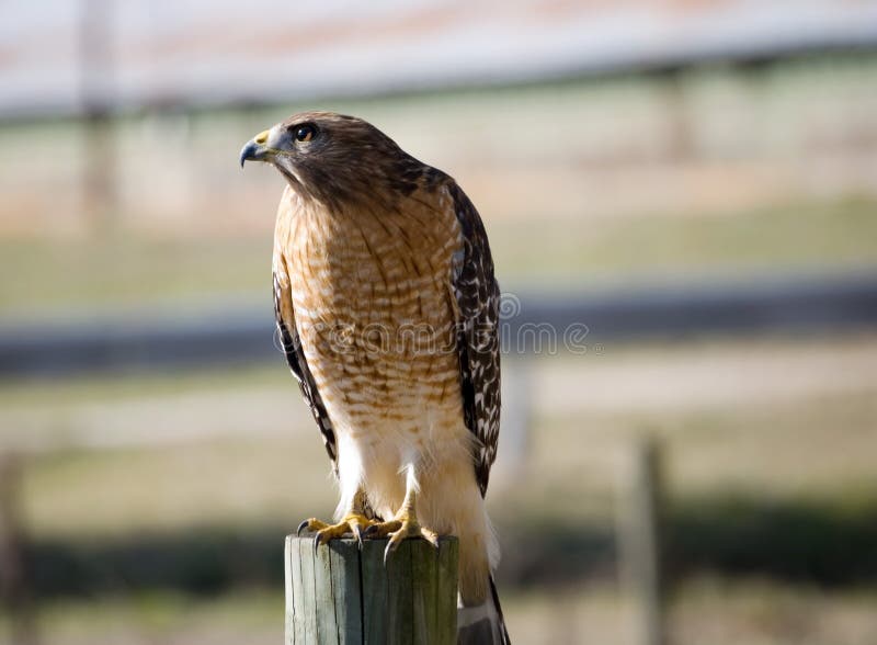 Wild hawk on fence post stock photo. Image of beak, feathered - 4116754