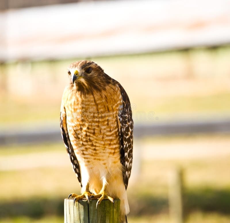 Wild hawk on fence post stock photo. Image of predator - 7619628