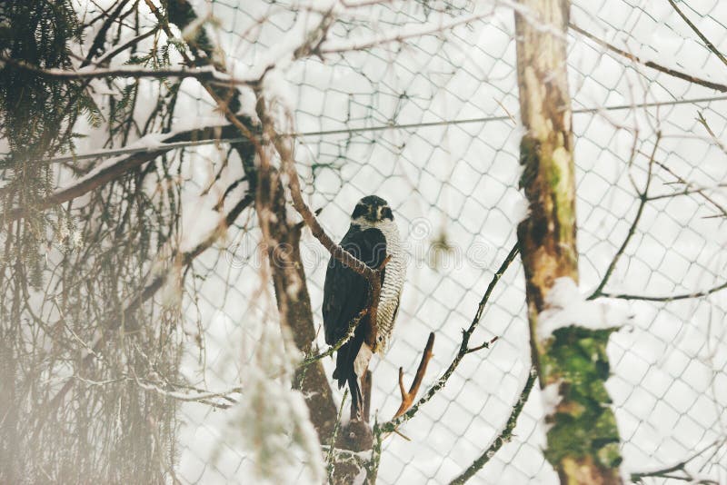 Wild Hawk in Finland Zoo on the Tree Stock Image - Image of christmas ...