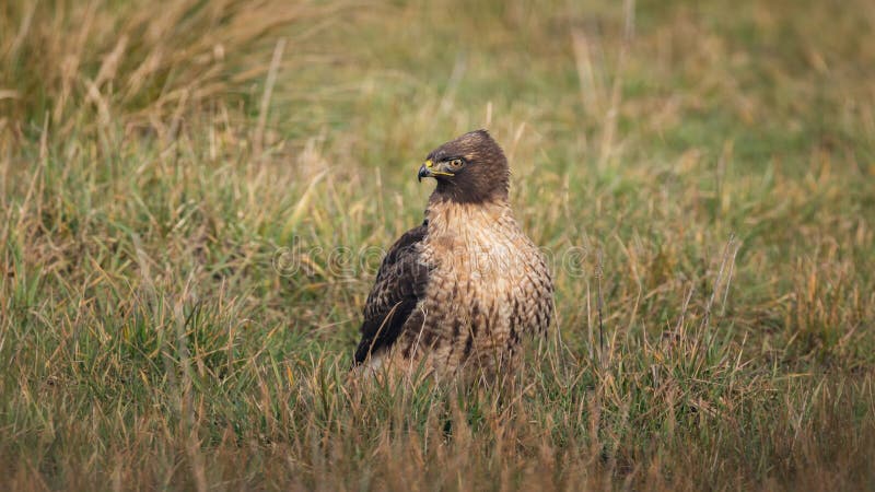 Wild Hawk in Nature stock photo. Image of outdoors, perch - 87381144