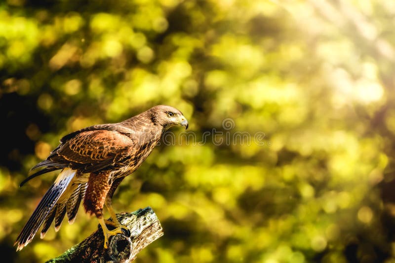 Wild Hawk Perched on Stump Sunlight Stock Photo - Image of hawk, bird ...